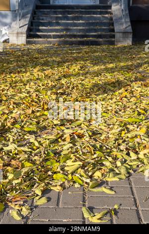 A bunch of fallen leaves on the asphalt, autumn background Stock Photo ...