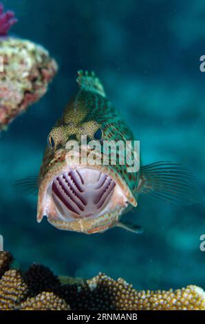 Slender Grouper, Anyperodon leucogrammicus, with open mouth, Sawanderek ...