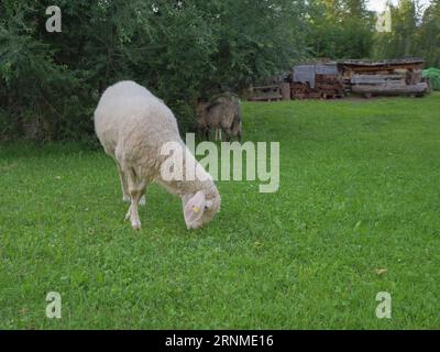 Sheep Ruminating on Grass near Trees Stock Photo - Alamy