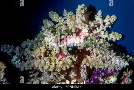 The highly venomous hell's fire anemone (Actinodendron sp.) growing on ...