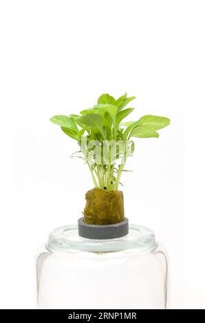 baby spiky leaf spinach isolated on a white background Stock Photo - Alamy