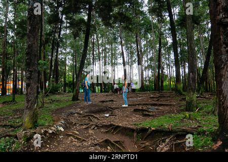 Very Tall Trees Knowns as Southern Blue Gum or Blue Gum (Eucalyptus ...