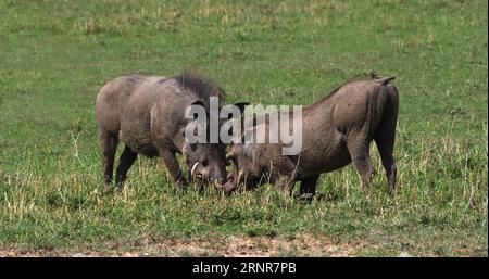 Warthog, phacochoerus aethiopicus, Adults Fighting, Nairobi Park in ...