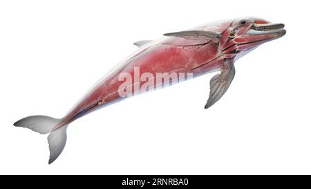 Dolphin's muscular system, illustration Stock Photo - Alamy
