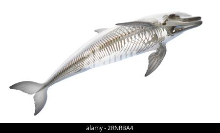 Dolphin's skeletal system, illustration Stock Photo - Alamy