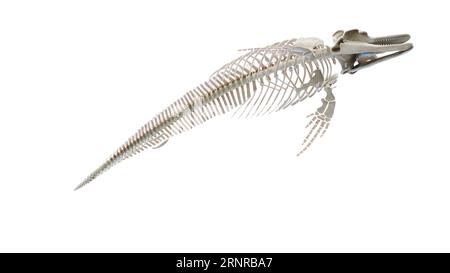 Dolphin's skeletal system, illustration Stock Photo - Alamy