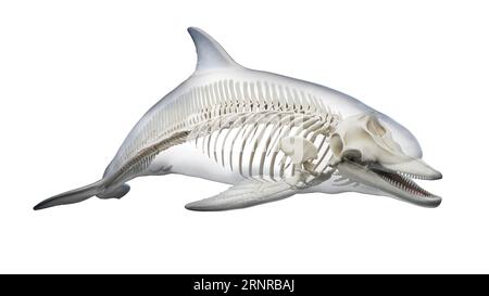 Dolphin's skeletal system, illustration Stock Photo - Alamy