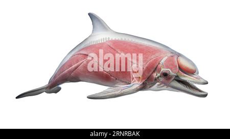 Dolphin's muscular system, illustration Stock Photo - Alamy