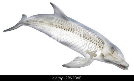 Dolphin's skeletal system, illustration Stock Photo - Alamy