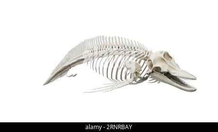 Dolphin's skeletal system, illustration Stock Photo - Alamy