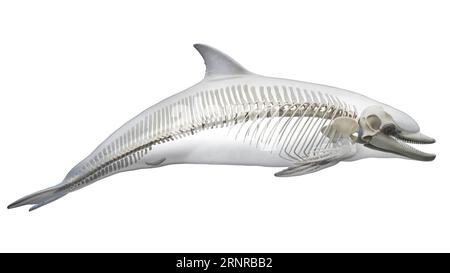 Dolphin's skeletal system, illustration Stock Photo - Alamy
