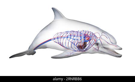Dolphin's cardiovascular system, illustration Stock Photo - Alamy