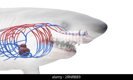 Shark's cardiovascular system, illustration Stock Photo - Alamy