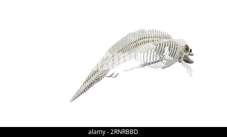 Dolphin's skeletal system, illustration Stock Photo - Alamy
