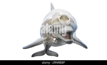 Dolphin's skeletal system, illustration Stock Photo - Alamy