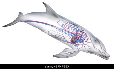 Dolphin's cardiovascular system, illustration Stock Photo - Alamy