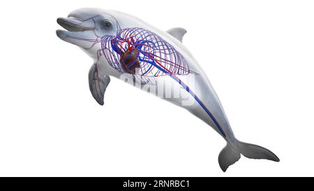 Dolphin's cardiovascular system, illustration Stock Photo - Alamy