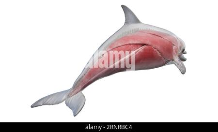 Dolphin's muscular system, illustration Stock Photo - Alamy