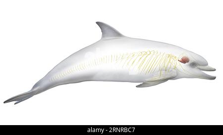 Dolphin's nervous system, illustration Stock Photo - Alamy