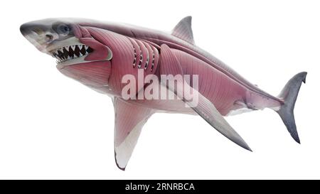Shark's muscular system, illustration Stock Photo - Alamy