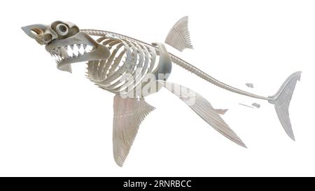 Shark's skeleton, illustration Stock Photo - Alamy