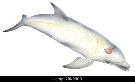 Dolphin's nervous system, illustration Stock Photo - Alamy