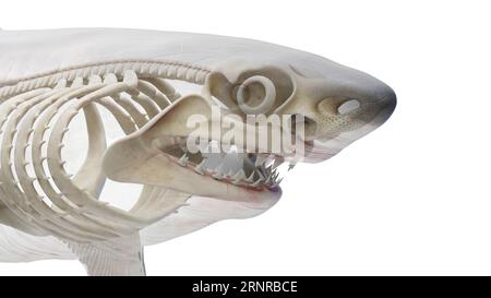 Shark's skeletal system, illustration Stock Photo - Alamy
