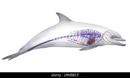 Dolphin's cardiovascular system, illustration Stock Photo - Alamy