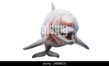 Dolphin's head muscles, illustration Stock Photo - Alamy