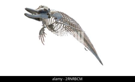 Dolphin's skeletal system, illustration Stock Photo - Alamy