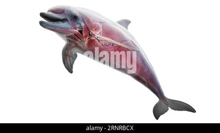 Dolphin's muscular system, illustration Stock Photo - Alamy