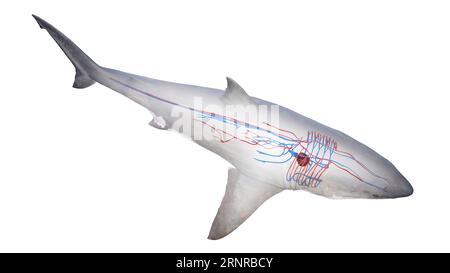 Shark's cardiovascular system, illustration Stock Photo - Alamy