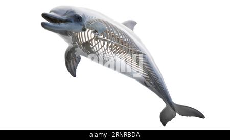 Dolphin's skeletal system, illustration Stock Photo - Alamy