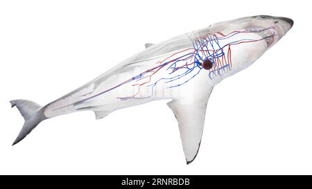 Shark's cardiovascular system, illustration Stock Photo - Alamy