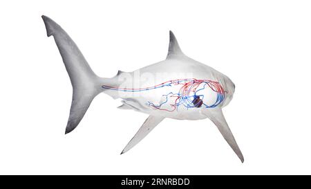 Shark's cardiovascular system, illustration Stock Photo - Alamy