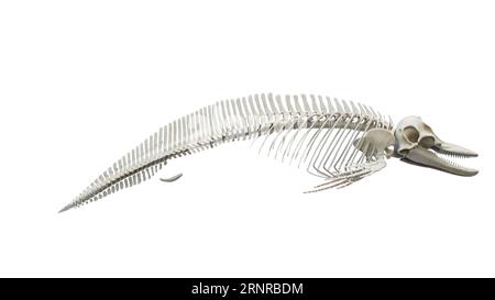 Dolphin's skeletal system, illustration Stock Photo - Alamy