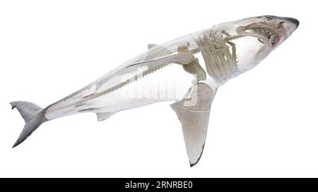 Shark's skeletal system, illustration Stock Photo - Alamy