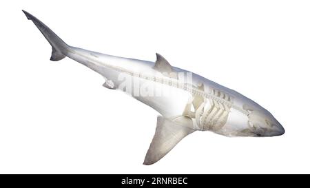 Shark's skeleton, illustration Stock Photo - Alamy