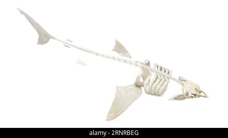 Shark's skeleton, illustration Stock Photo - Alamy