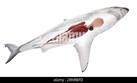 Shark's internal organs, illustration Stock Photo - Alamy