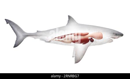 Shark's internal organs, illustration Stock Photo - Alamy
