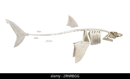 Shark's skeleton, illustration Stock Photo - Alamy