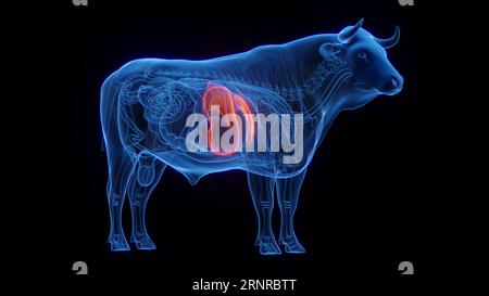 Anatomy of the cow digestion digestive Stock Photo - Alamy