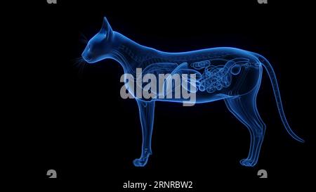 Internal organs of a cat, illustration Stock Photo - Alamy
