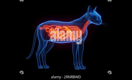Internal organs of a cat, illustration Stock Photo - Alamy