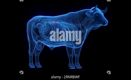 Cow's adrenal glands, illustration Stock Photo - Alamy