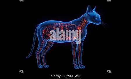 Cat's lymphatic system, illustration Stock Photo - Alamy