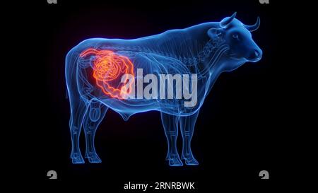 Cow's intestines, illustration Stock Photo - Alamy