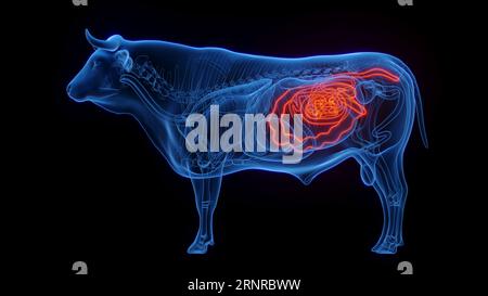 Cow's intestines, illustration Stock Photo - Alamy