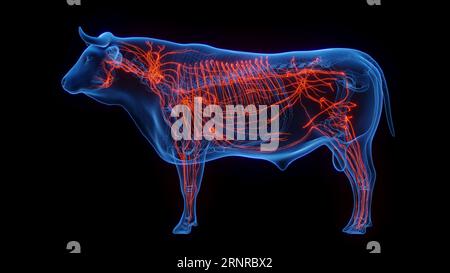 Cow's lymphatic system, illustration Stock Photo - Alamy